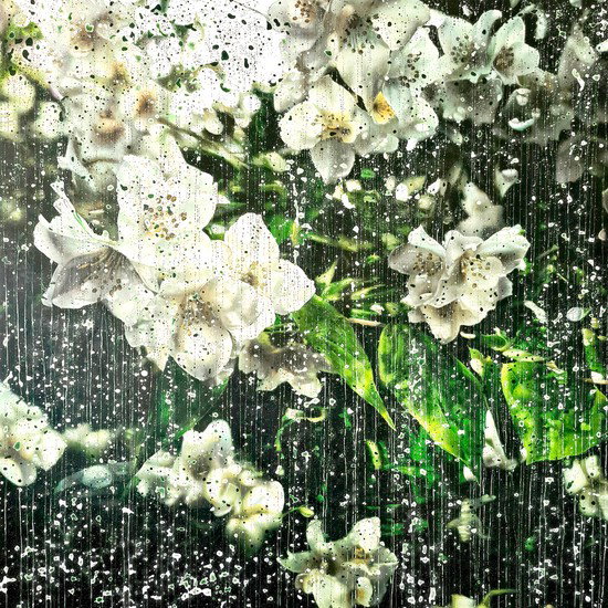 Jasmine Flowers 01 by An Doan Nguyen - Limited Edition. Edition of: 150 ...