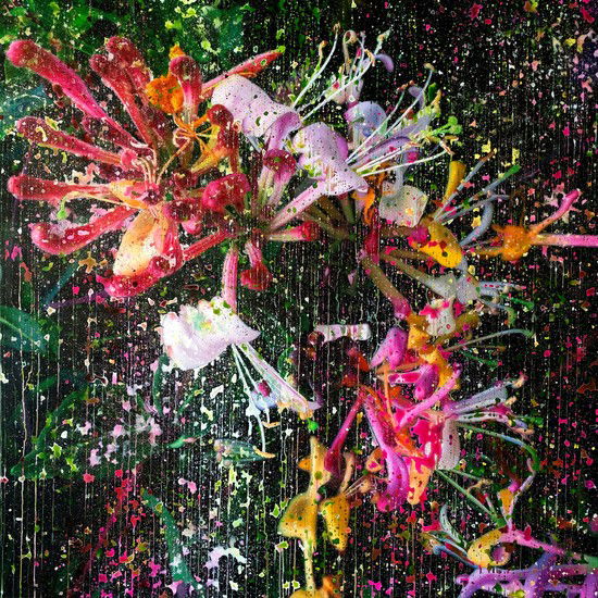 Lonicera Caprifolium Magenta 02 by An Doan Nguyen - Limited Edition ...