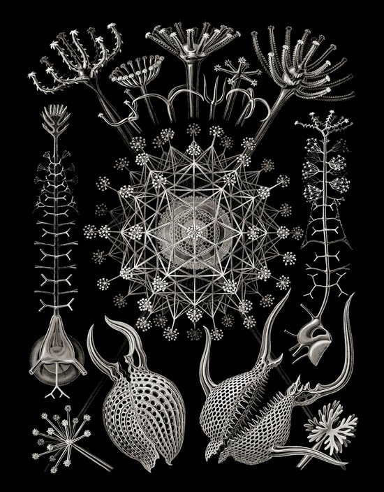 Ammonitida from „Art Forms in Nature“ von Classic Collection III ...