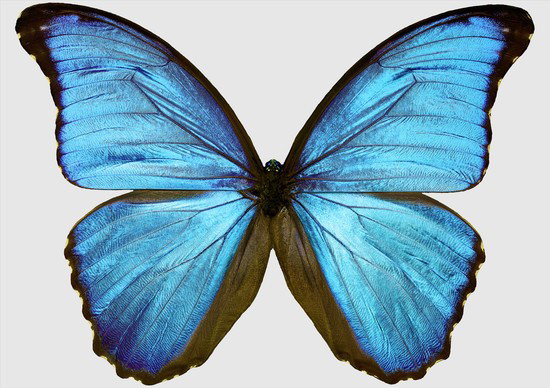 Butterfly III by Heiko Hellwig - Limited Edition. Edition of: 100. Signed.