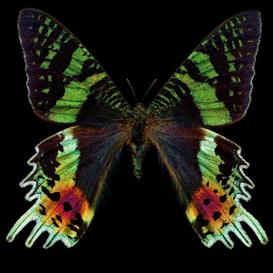 Butterfly II by Heiko Hellwig - Limited Edition. Edition of: 150. Signed.