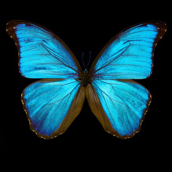 Butterfly III by Heiko Hellwig - Limited Edition. Edition of: 150. Signed.