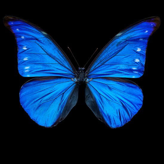Butterfly XII by Heiko Hellwig - Limited Edition. Edition of: 100. Signed.