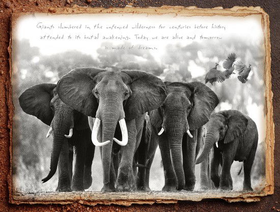 Elephant Leader von Horst Klemm - Limited Edition. Auflage: 150. Signiert.