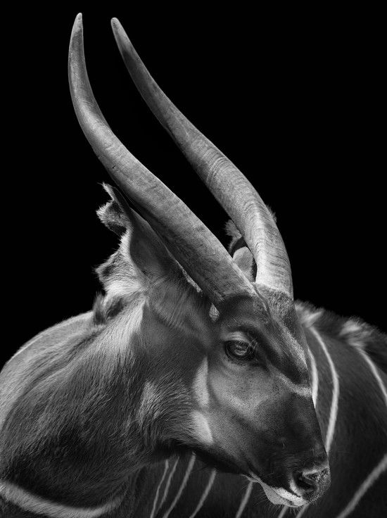 Bongo by Mikhail Kirakosyan - Limited Edition. Edition of: 150. Signed.