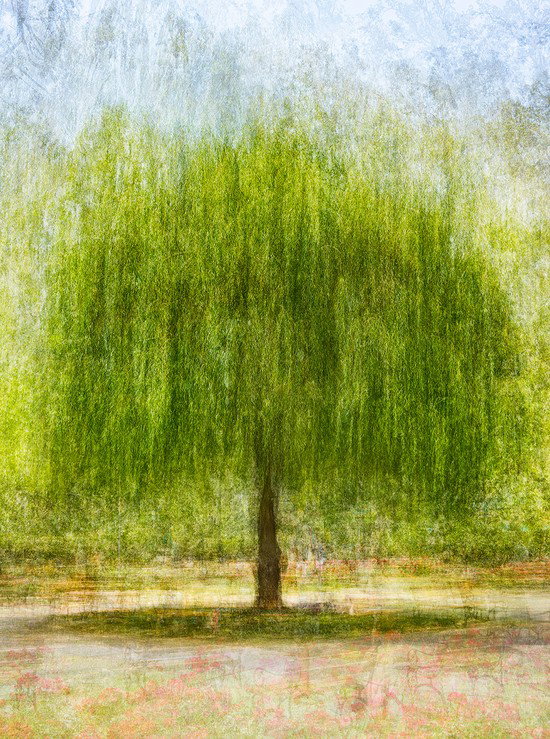 Willow by Pep Ventosa - Limited Edition. Edition of: 150. Signed.