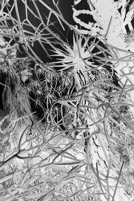 DSC4880.I.BW by Robert Bonk - Limited Edition. Edition of: 150. Signed.