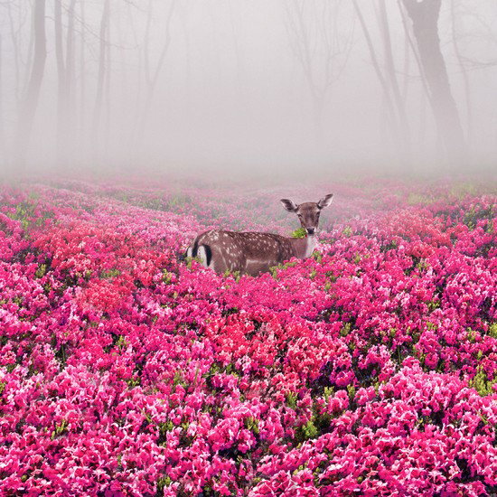 Pink Deer by Robert Jahns - Open Edition.