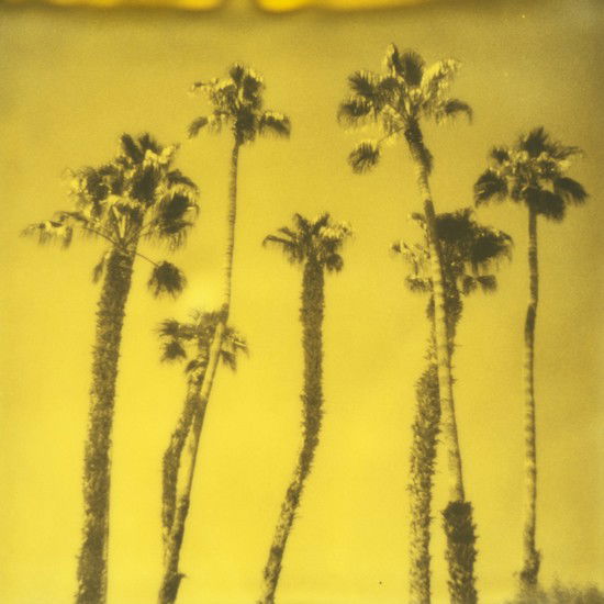 Palm Springs Palm Trees VIII by Stefanie Schneider - Limited Edition ...