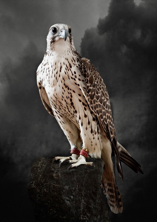 Saker Hunting Falcon I by Tariq Dajani - Limited Edition. Edition of ...
