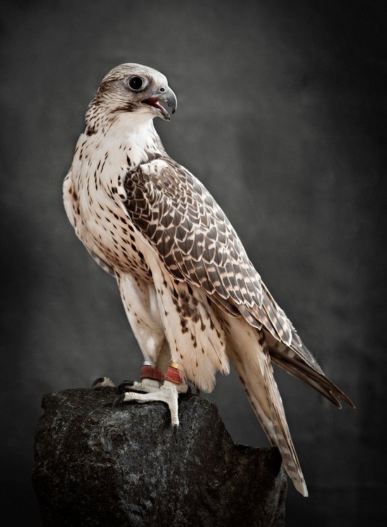 Saker Hunting Falcon II by Tariq Dajani - Limited Edition. Edition of ...